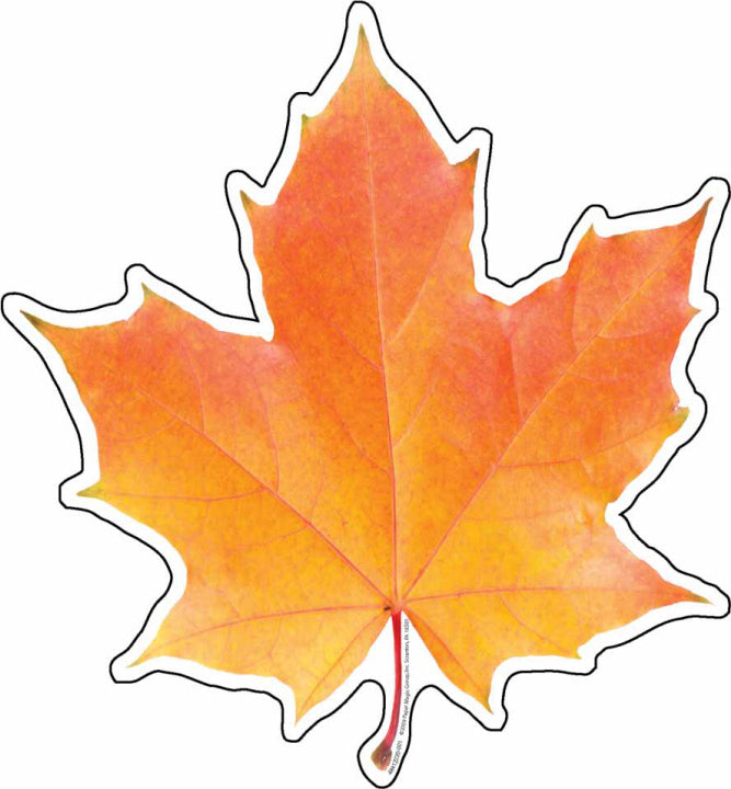 Eureka Eu-841222 Photo Leaf Paper Cut-Outs – Learning Post & Toys