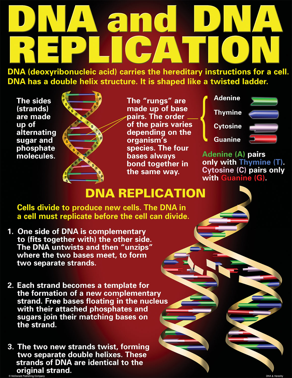 Dna & Heredity Poster Set – Learning Post & Toys
