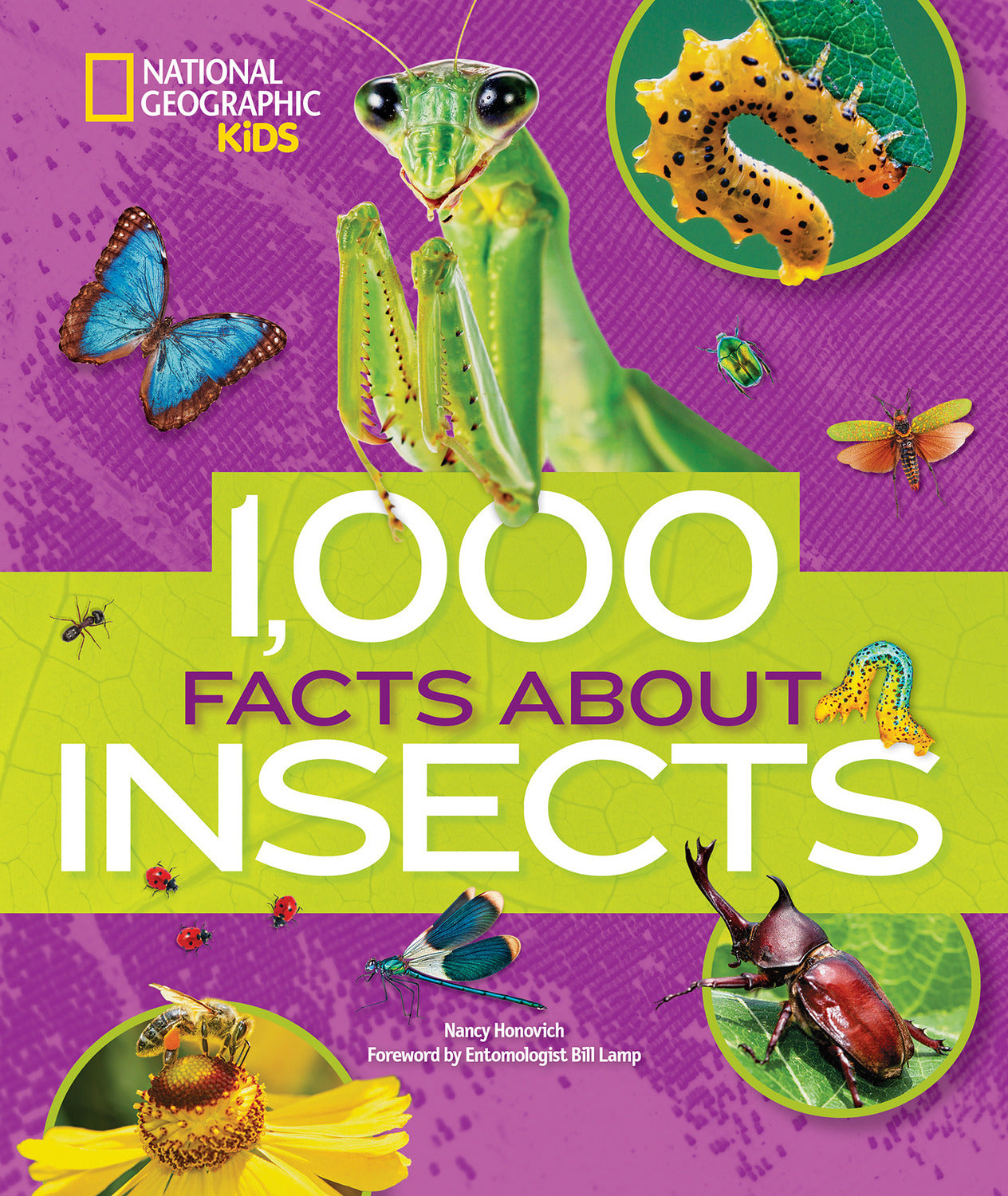 1,000 Facts About Insects – Learning Post & Toys