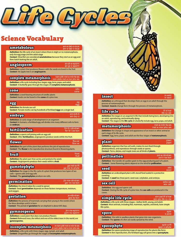 Science Vocabulary: Life Cycles Chart – Learning Post & Toys