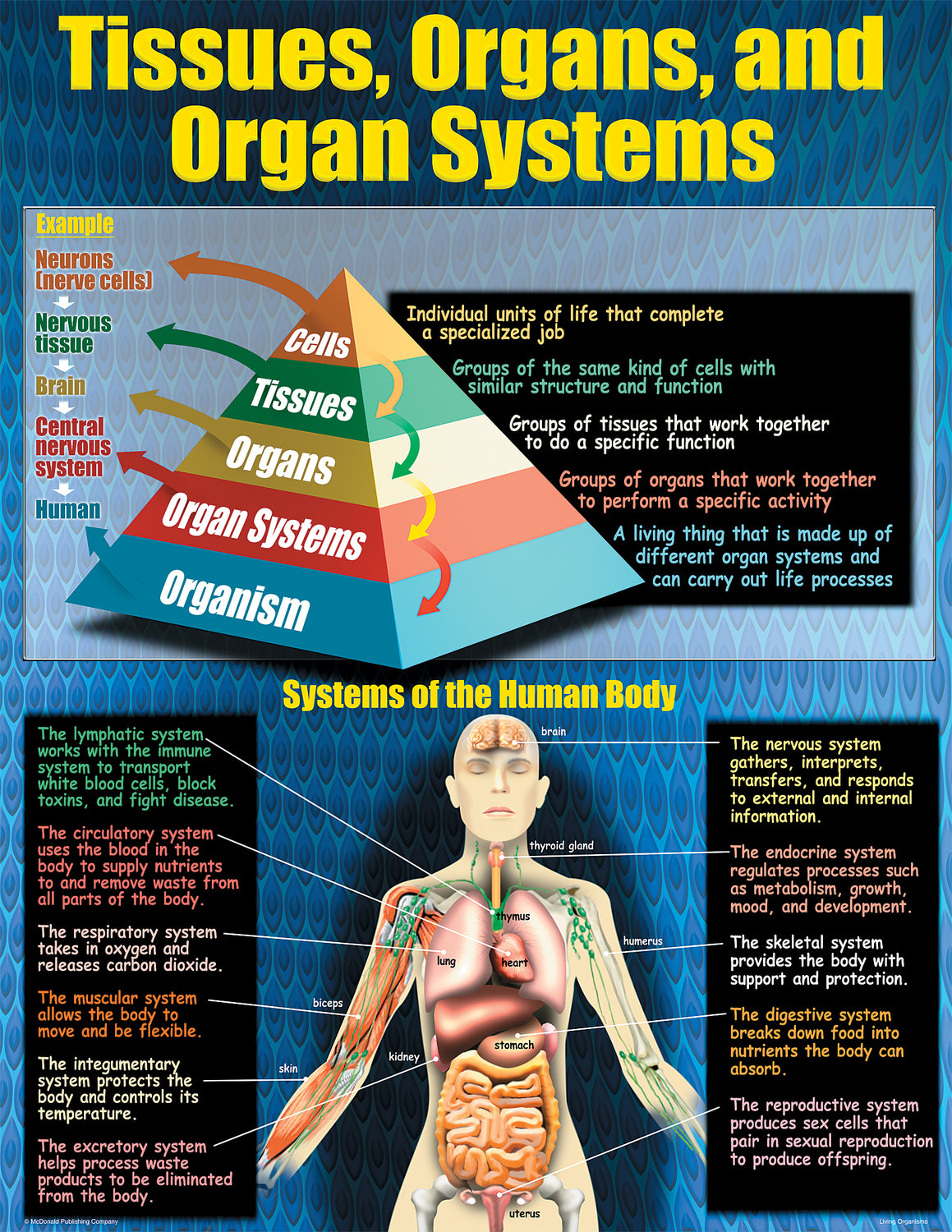 Living Organisms Poster Set – Learning Post & Toys